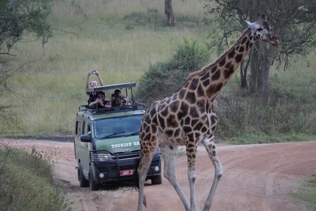 How Close Do Vehicles Get to Wild Animals on a Uganda Rwanda